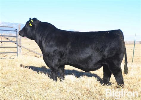 Walker Ff Lover Boy 312l Simangus Livestock Bigiron