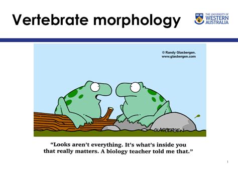 Solution Biol1131 Vertebrate Morphology Slides Studypool