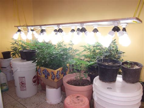 Second Generation Cfl Grow Album On Imgur
