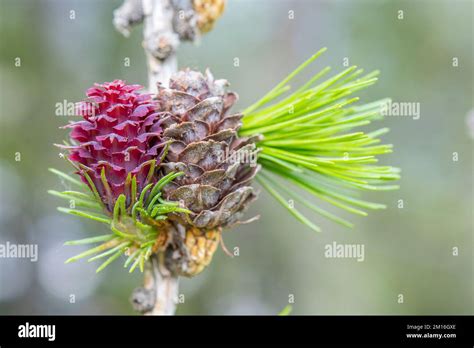 Larix Decidua Le Mélèze Européen Est Une Espèce De Mélèze Originaire