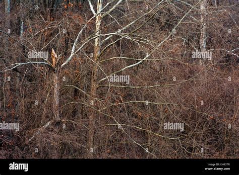 A Broken Tree Trunk Torn By Age And A Storm Stands In The Forest Stock Photo Alamy