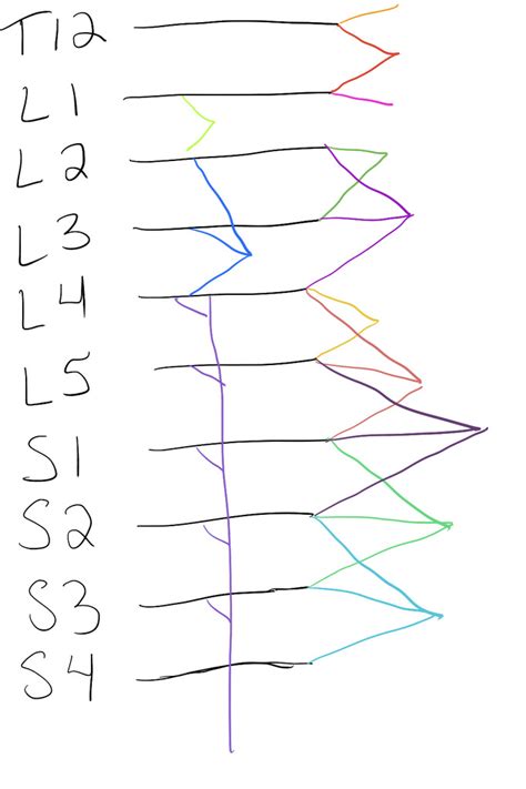 Lumbosacral Plexus Diagram Quizlet
