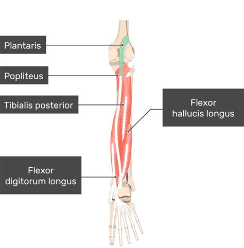 Plantaris Muscle Knee Plantaris Origins Insertions Innervation And