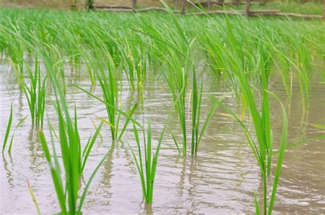 Premium Photo Rice Seedlings In The Fields