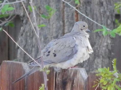 Zenaida Macroura By Fireplume On Deviantart