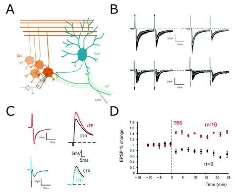 long term plasticity at the mf grc synapse a scheme of the granular