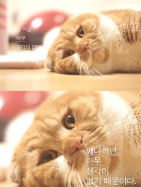 나는 지금 아무 생각이없다 인스티즈instiz 이슈 카테고리