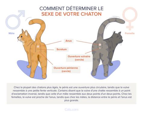 Sexage Des Chatons Comment Déterminer Le Sexe De Votre Chaton