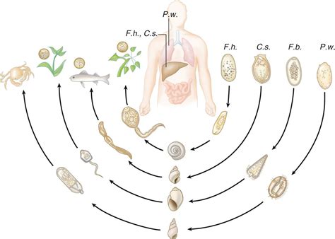 Trematodes Schistosomes And Liver Intestinal And Lung Flukes Clinical Tree