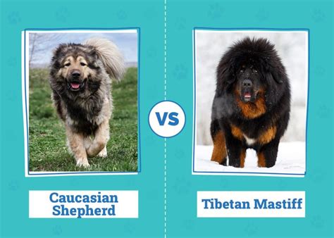 Caucasian Shepherd Vs Tibetan Mastiff The Differences With Pictures