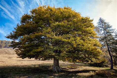 6 Types Of Elm Trees And How To Grow Them In North Texas Price Right