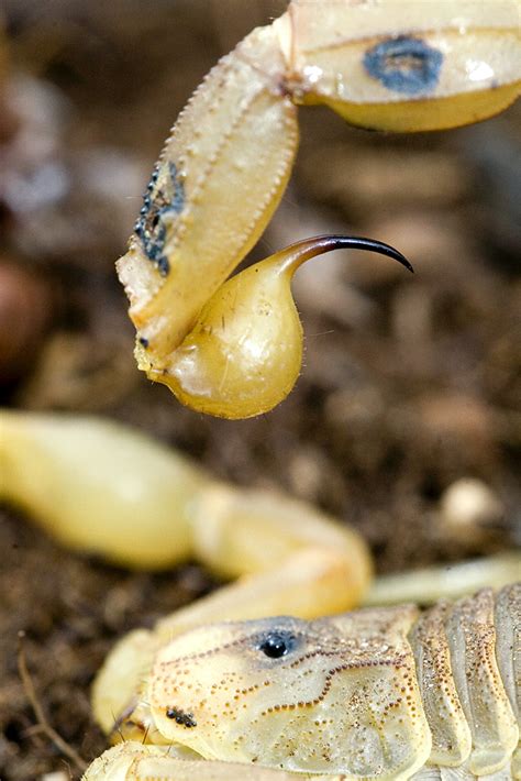 Invertebrados De Huesca Buthus Occitanus Amoreux 1789 Escorpión
