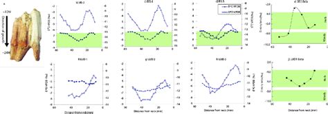 A Incremental Sampling Of A Cattle Third Molar And Timing Of