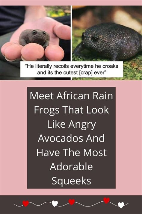 Meet African Rain Frogs That Look Like Angry Avocados And Have The Most