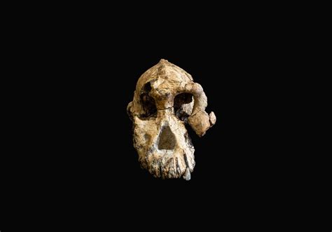 Australopithecus Anamensis Skull