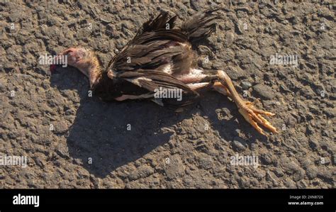 Dead Chicken Lies On The Asphalt Road After Being Hit By A Vehicle