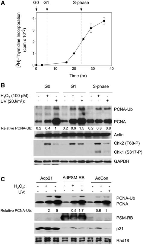 Pcna Mono Ubiquitination In Different Cell Cycle Phases Of Synchronized Download Scientific