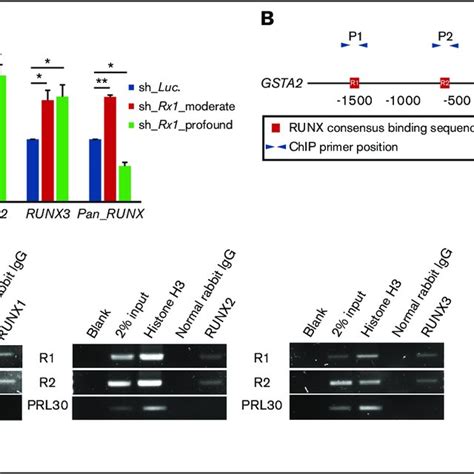 Moderate Inhibition Of Runx1 Paradoxically Upregulates Total Runx
