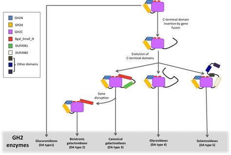 Proposed Evolutionary Model For Gh2 Enzymes Download Scientific Diagram