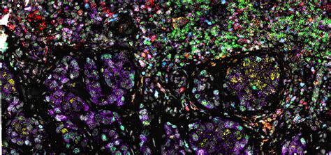 Rnascope Hiplex V2 Assays