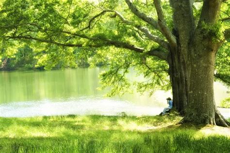 Tree Background Stock Photos Royalty Free Tree Background Images Depositphotos
