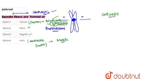 Spindle Fibres Are Formed Of