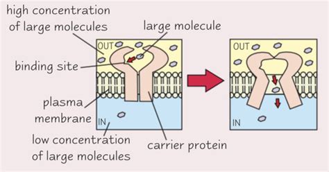 Exchange Across Cell Membranes Diffusion Flashcards Quizlet