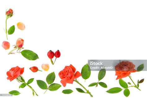 흰색에 고립 된 주홍색 장미와 꽃잎의 패턴 텍스트를위한 여유 공간 0명에 대한 스톡 사진 및 기타 이미지 0명 가득 찬 개념 Istock