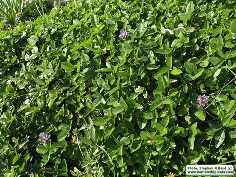 Bituminaria Bituminosa Pitch Trefoil The