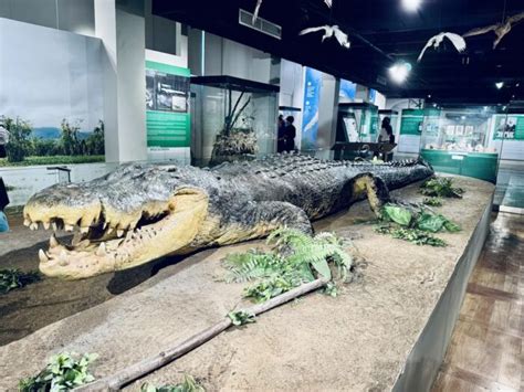 Museum Guide National Museum Of Natural History In Manila Out Of