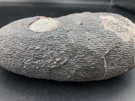 Dinosaur Fossil Matrix Oviraptor Sp 15 Cm 8 5 Cm Catawiki