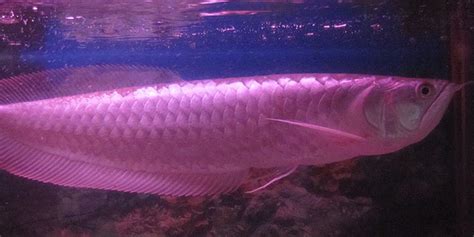 Most Expensive Fish Aquarium Luxury Underwater Havens