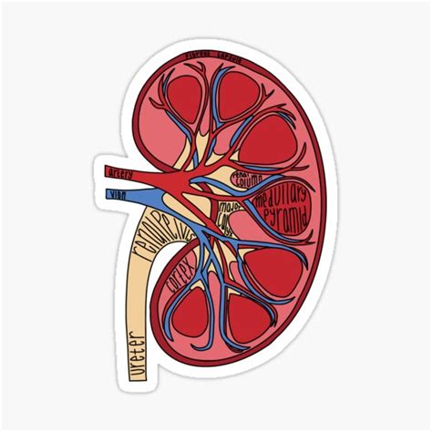 Pegatina Anatomía Del Riñón Etiquetada De Katherinewinner Redbubble