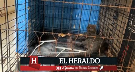 El Heraldo de Poza Rica Atropellan a Jaguarundi en la carretera antigua a Minatitlán