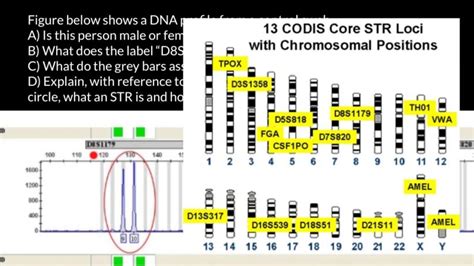 Nikolays Genetics Lessons On Linkedin How To Understand Str Electropherogram