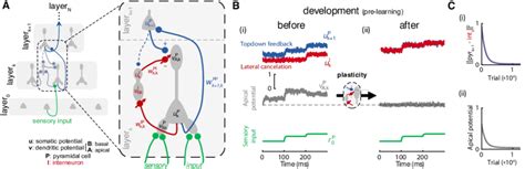 Figure S1 Dendritic Cortical Circuit Learns To Predict Self Generated