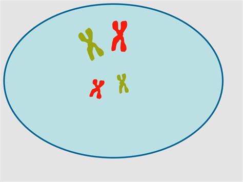 Meiosis How Sex Cells Form Ppt Download