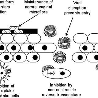 Schematic Depicting The Various Mechanisms Of Preventing The Download Scientific Diagram