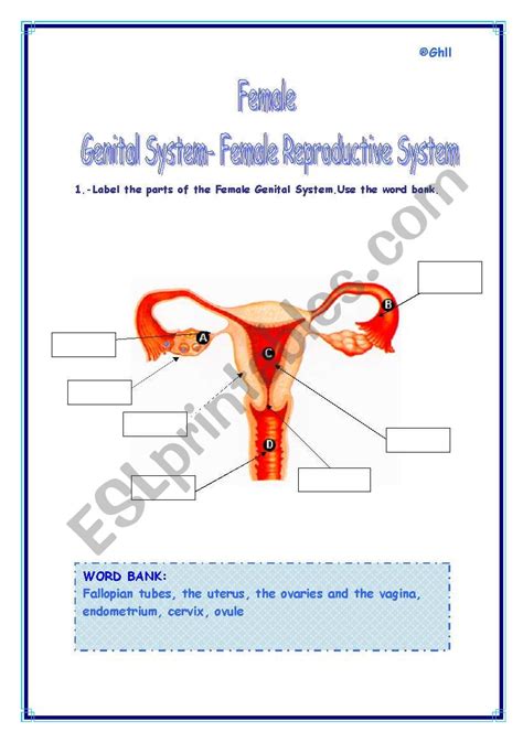 Female Reproductive System Activity Sheet