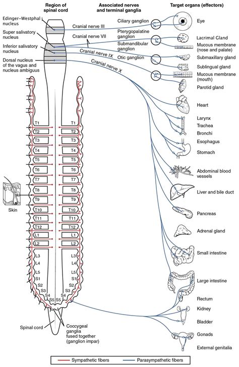 Parasympathetic System Physiopedia