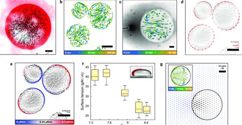 Activity Induced Flow A Fluorescent Intensity Of Rhodamine Diffusing Download Scientific