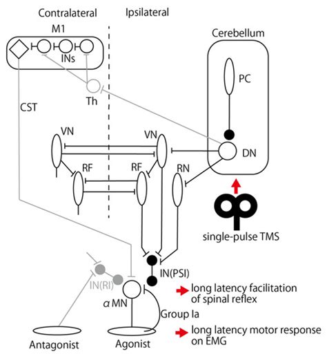 Brain Sciences Special Issue Non Invasive Neurostimulation Of The