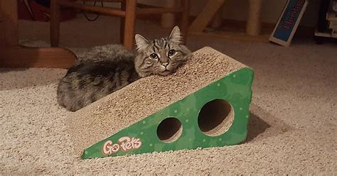 Hes So Stoned On Catnip Album On Imgur