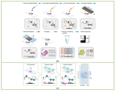 Biosensors Special Issue Microfluidic Systems For Single Cell Analysis