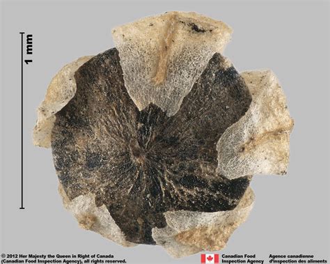 Chenopodium L Spp Idseed