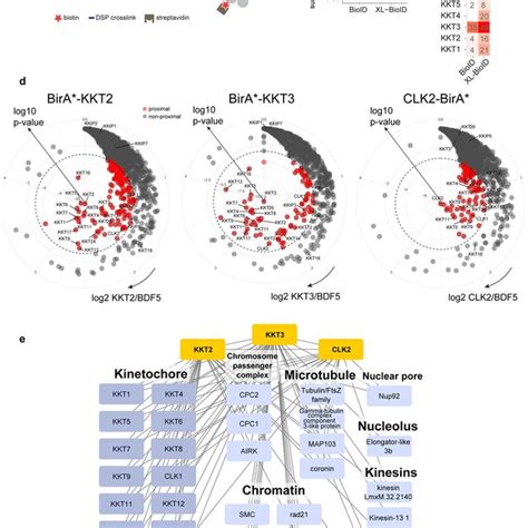 Proximal Profile Plots Of Kinetochore Proteins And Phosphosites During Download Scientific