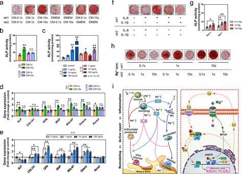 The Effects Of Mg²⁺ And Its Modulated Inflammatory Microenvironment On Download Scientific
