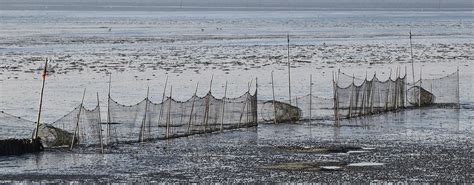 Requiredfieldvalidator Asp Net Code Chips