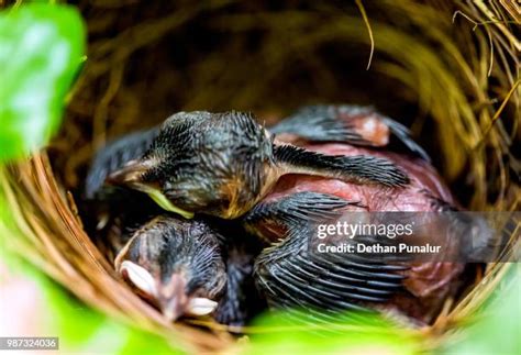 Pycnonotidae Photos And Premium High Res Pictures Getty Images