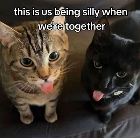 Cat Meme Therapy 100 Posts To Brighten Your Day Cat Memes Silly